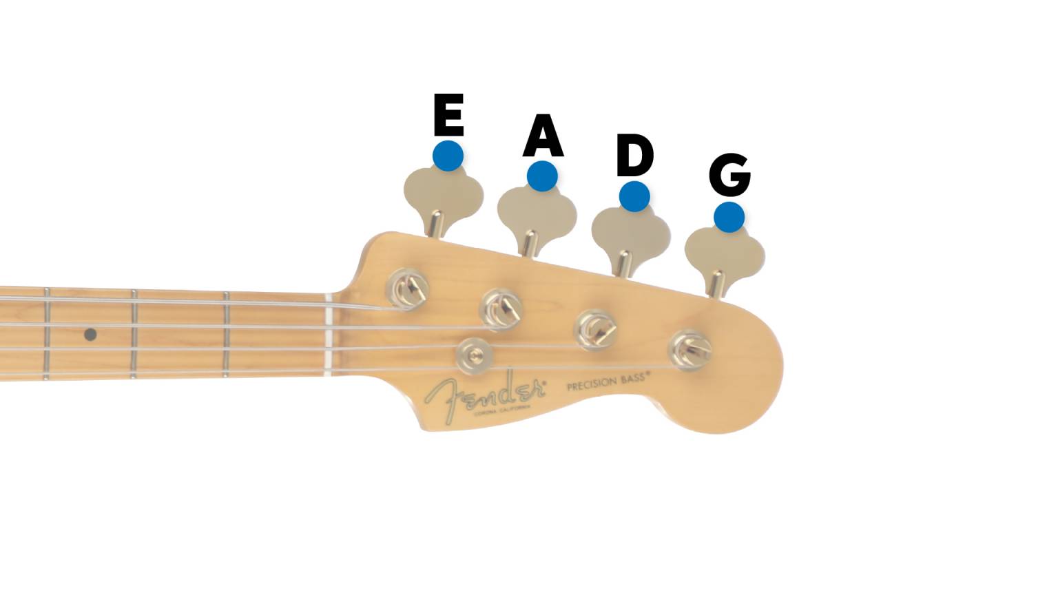 Bass Guitar Tuning Guide – How to Tune Bass Guitars | Sweetwater